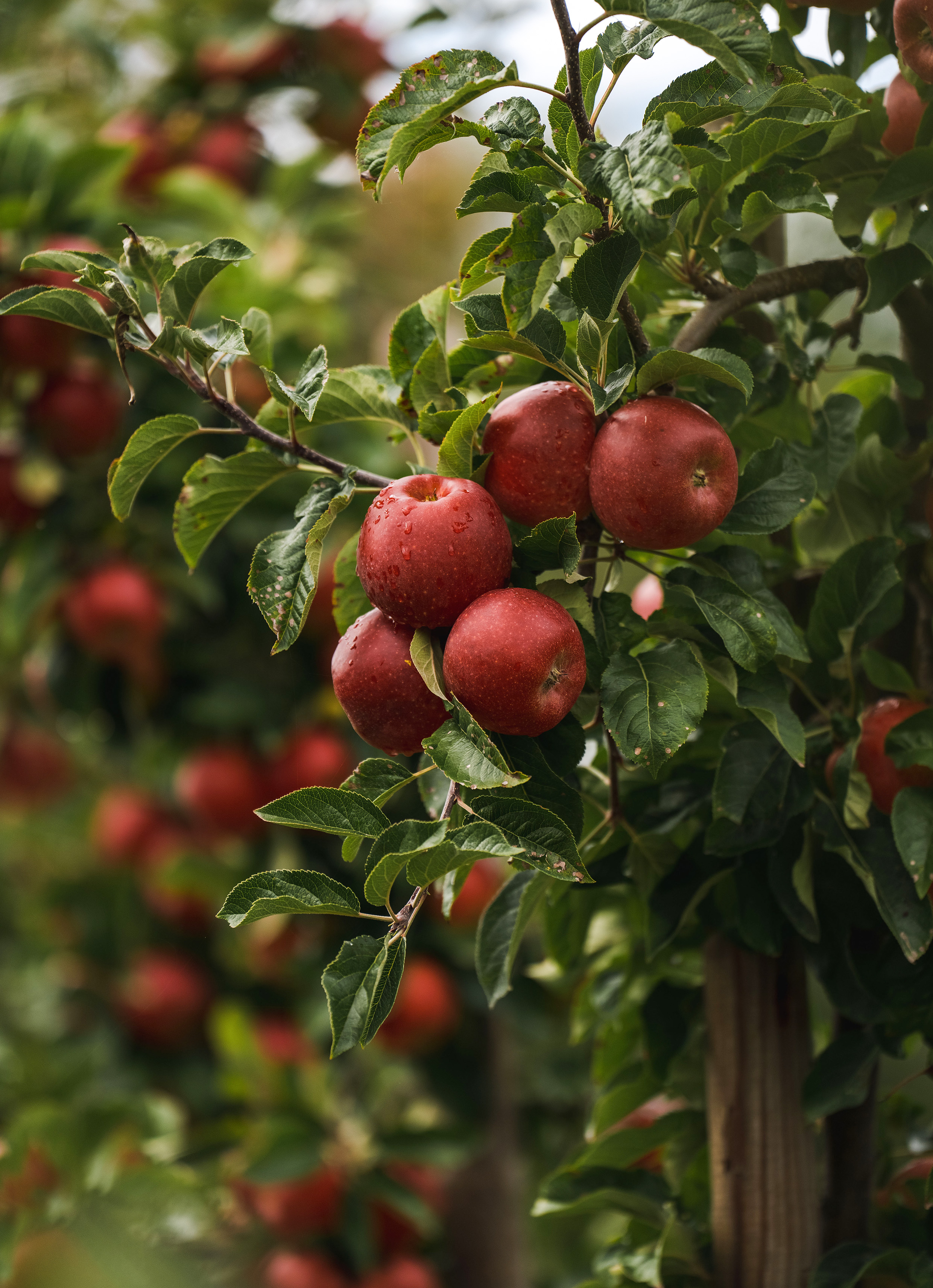ALDI SÜD startet mit erster eigener Apfelsorte und sucht einen Namen